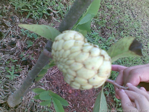 Singapore Plants Lover: September 2009